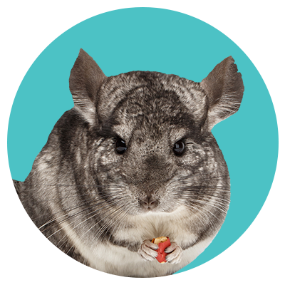Chinchillas and Degus - Avonturia