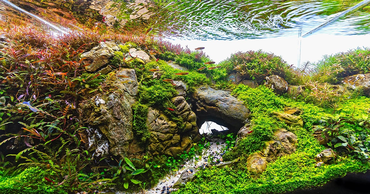 What is Aquascaping? - Avonturia