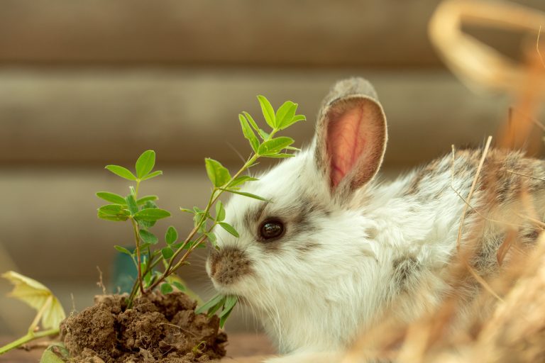The 10 Most Poisonous Plants for Rabbits - Avonturia