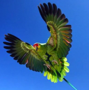 All about the Aviator Bird Harness - Avonturia