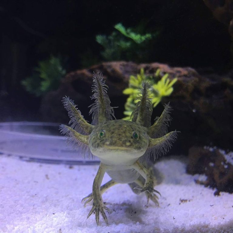 Een Axolotl als Huisdier - Avonturia