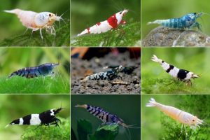 Keeping shrimps in your aquarium - Avonturia