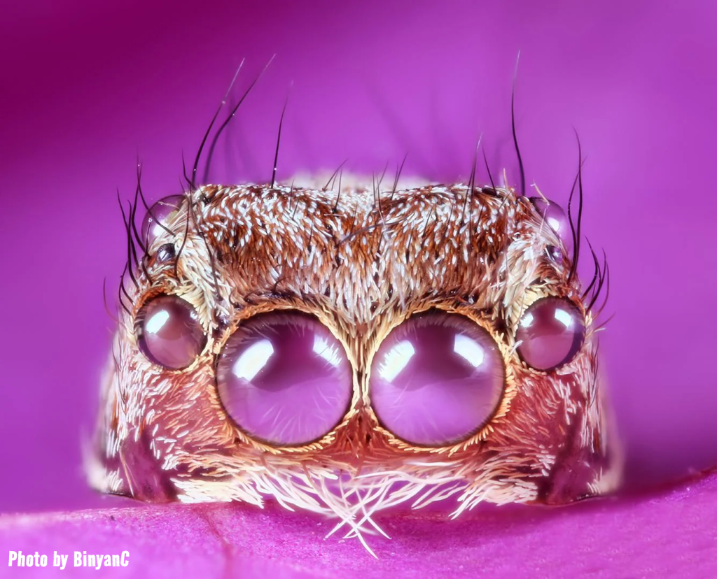 The Jumping Spider and his Hat - Avonturia