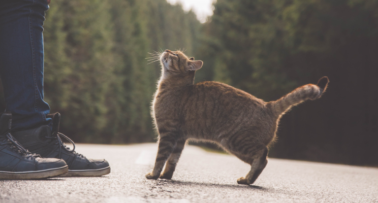 Avonturia - De grootste dierenwinkel van Nederland