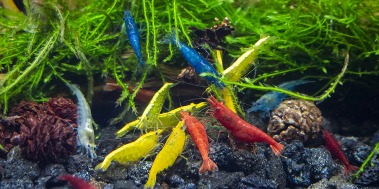 All about Neocaridina Shrimp - Avonturia