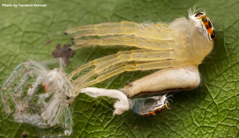 Molting in Jumping Spiders - Avonturia