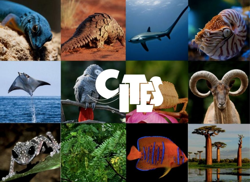 What is CITES? - Avonturia