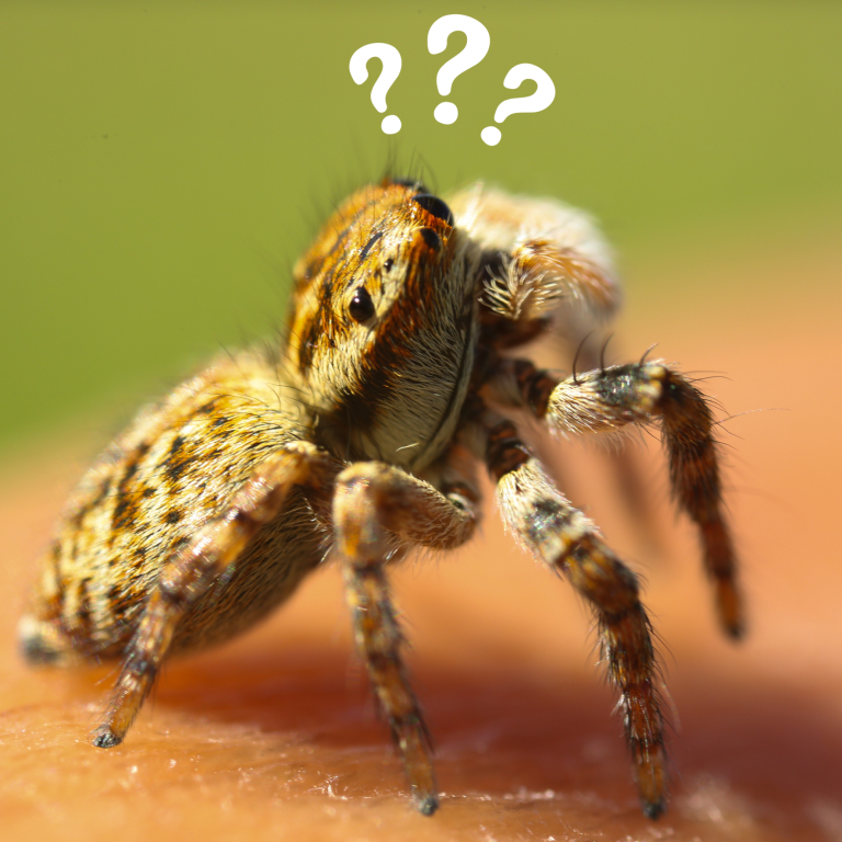 Is mijn Springspin een Man of Vrouw? - Avonturia