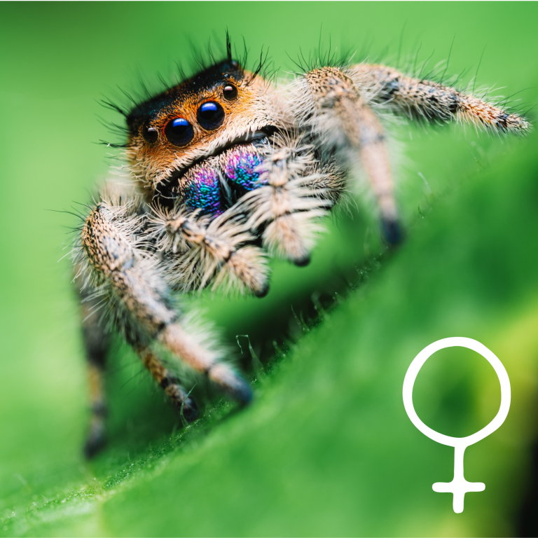 Is my Jumping Spider a Male or Female? - Avonturia