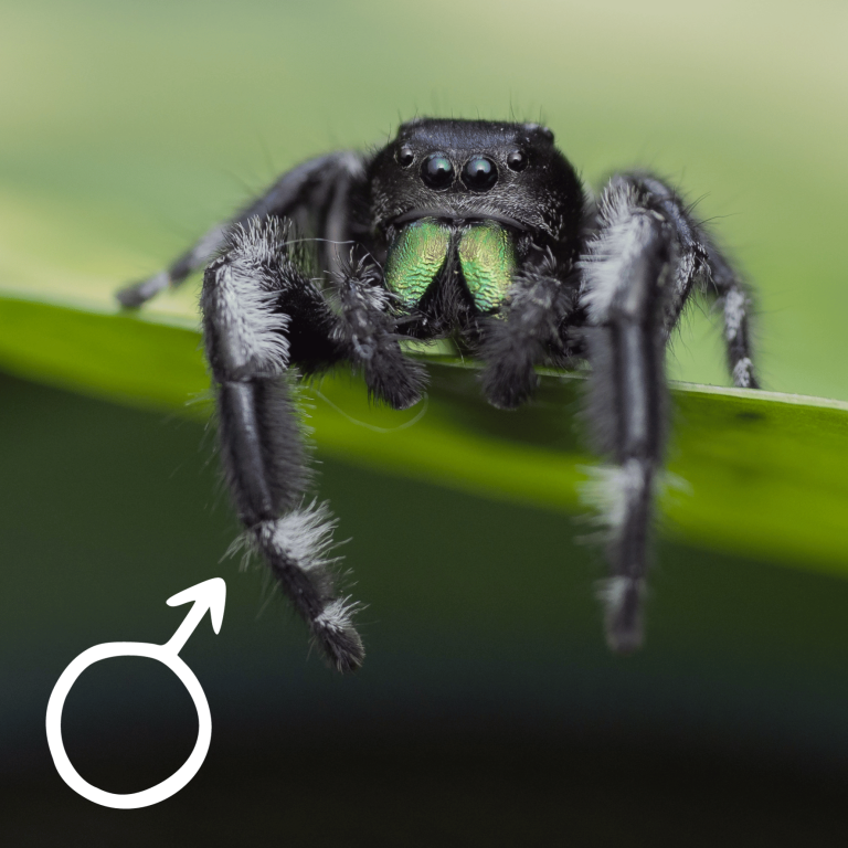 Is my Jumping Spider a Male or Female? - Avonturia