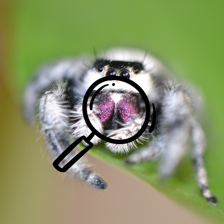 Is my Jumping Spider a Male or Female? - Avonturia