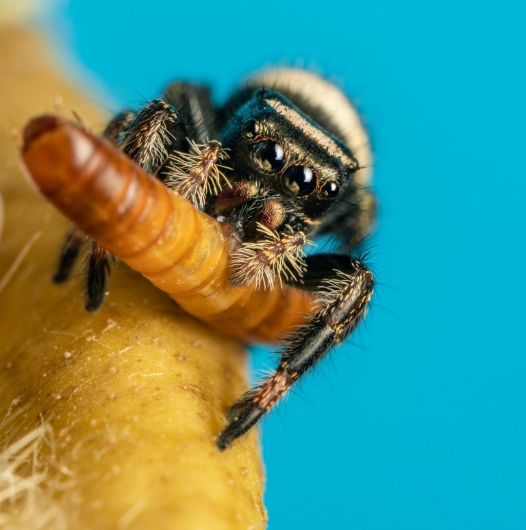 All about keeping Jumping Spiders - Avonturia
