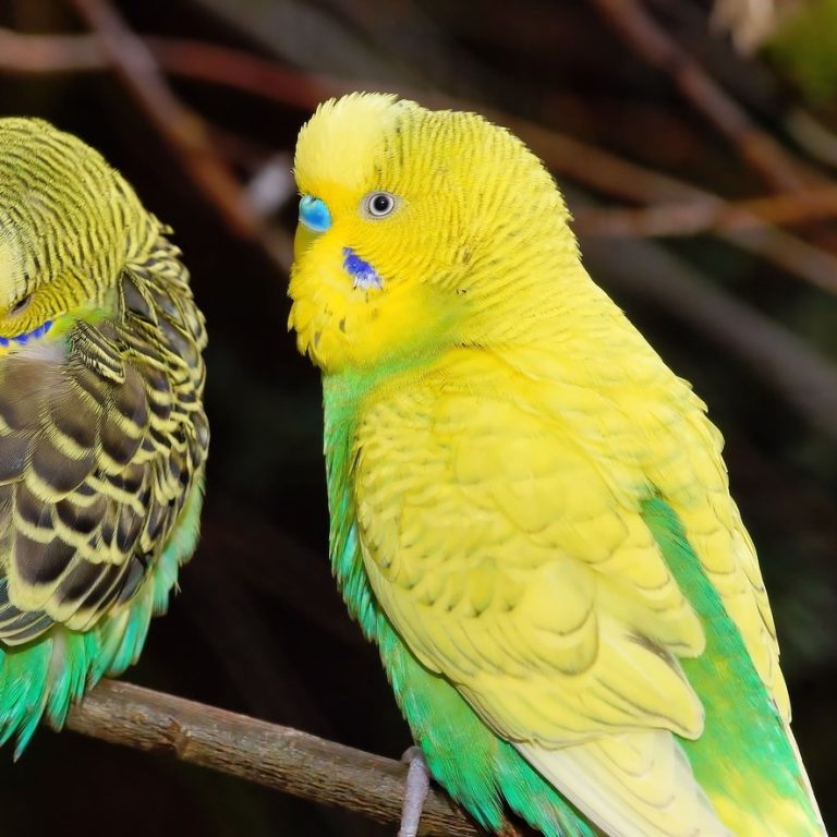 Parkieten Soorten - Avonturia