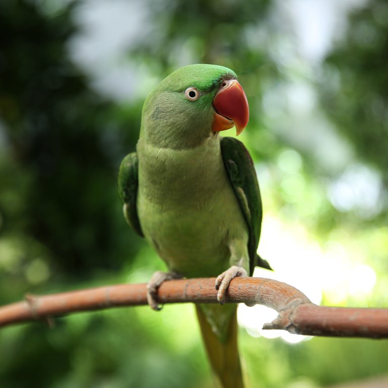 Parakeets Species - Avonturia