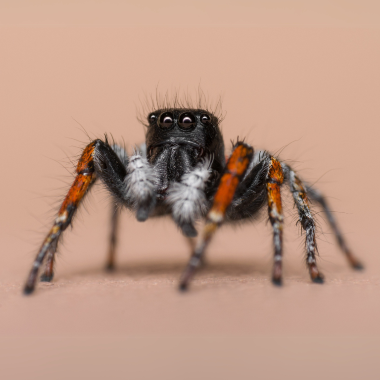 5 häufig gestellte Fragen zu Springspinnen - Avonturia